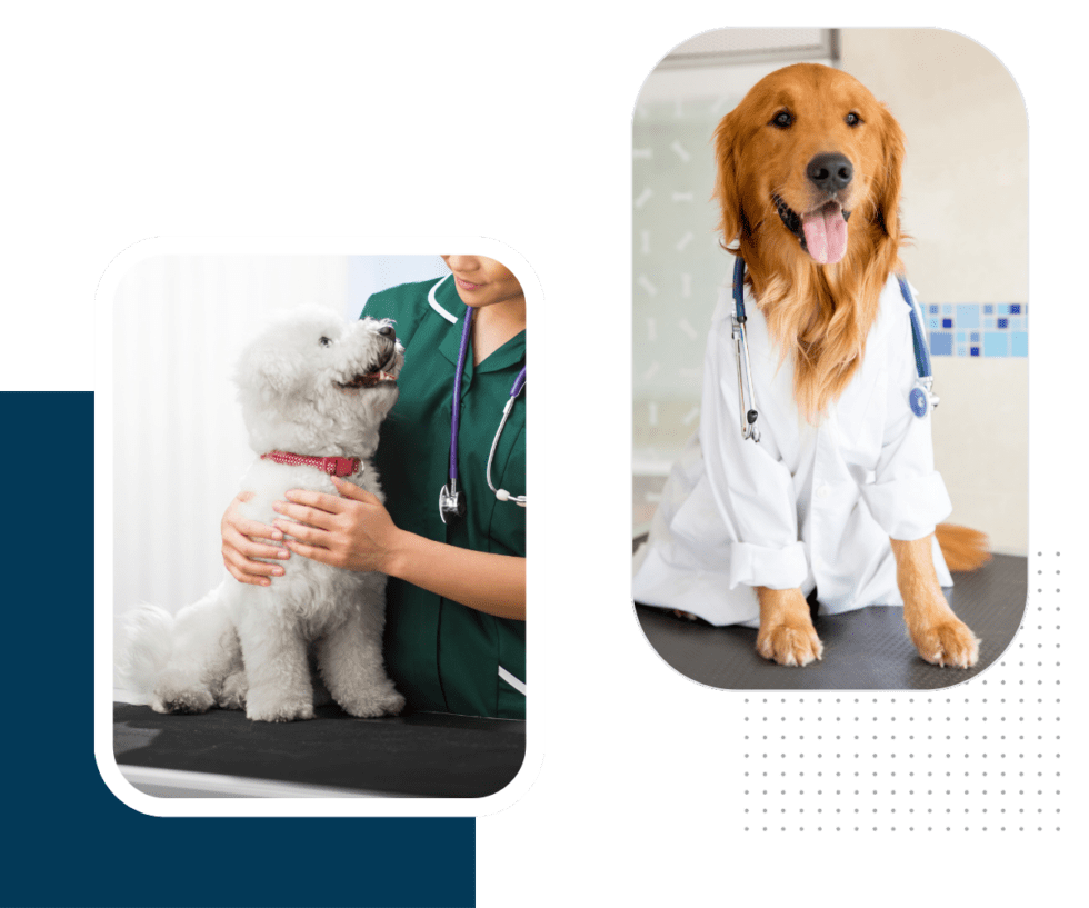 Vet Hospital In Philadelphia, PA | The Pet Mechanic Fishtown